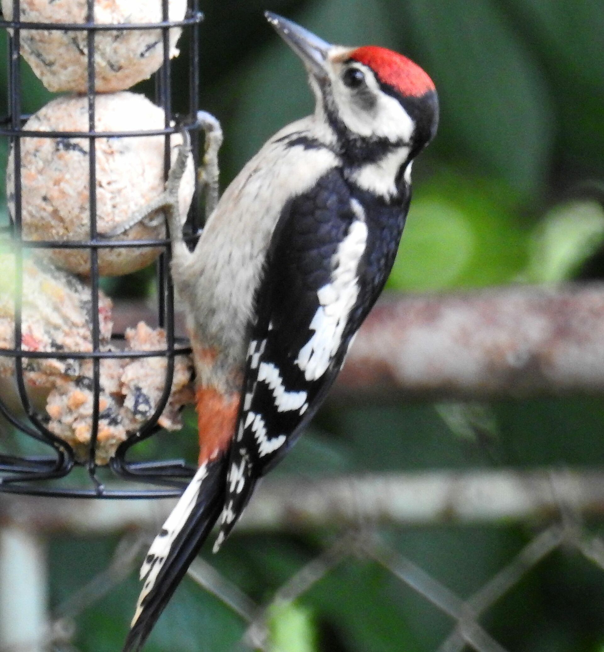 Buntspecht - BUND Naturschutz in Bayern e.V.