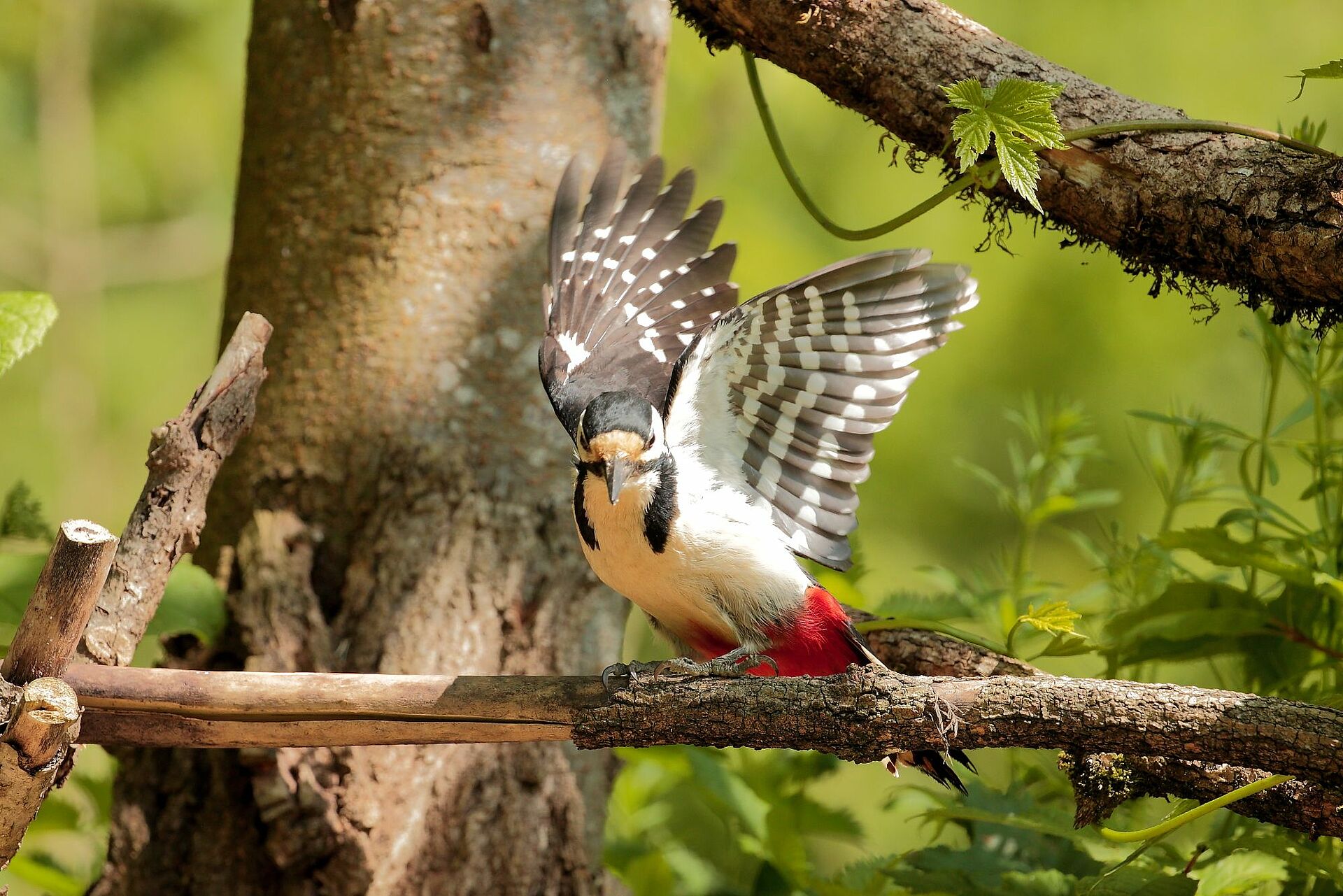 Buntspecht - BUND Naturschutz in Bayern e.V.