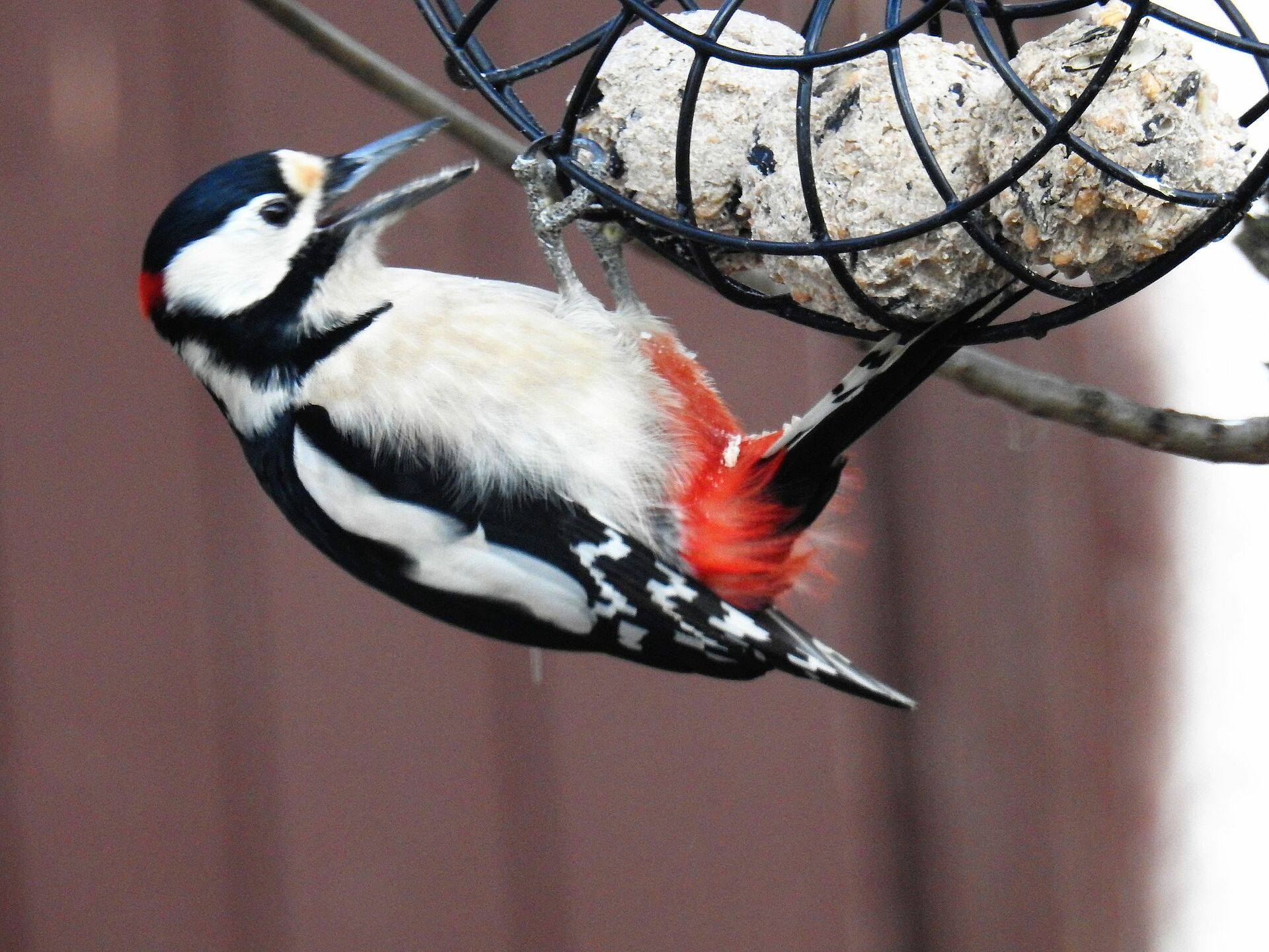 Buntspecht - BUND Naturschutz in Bayern e.V.