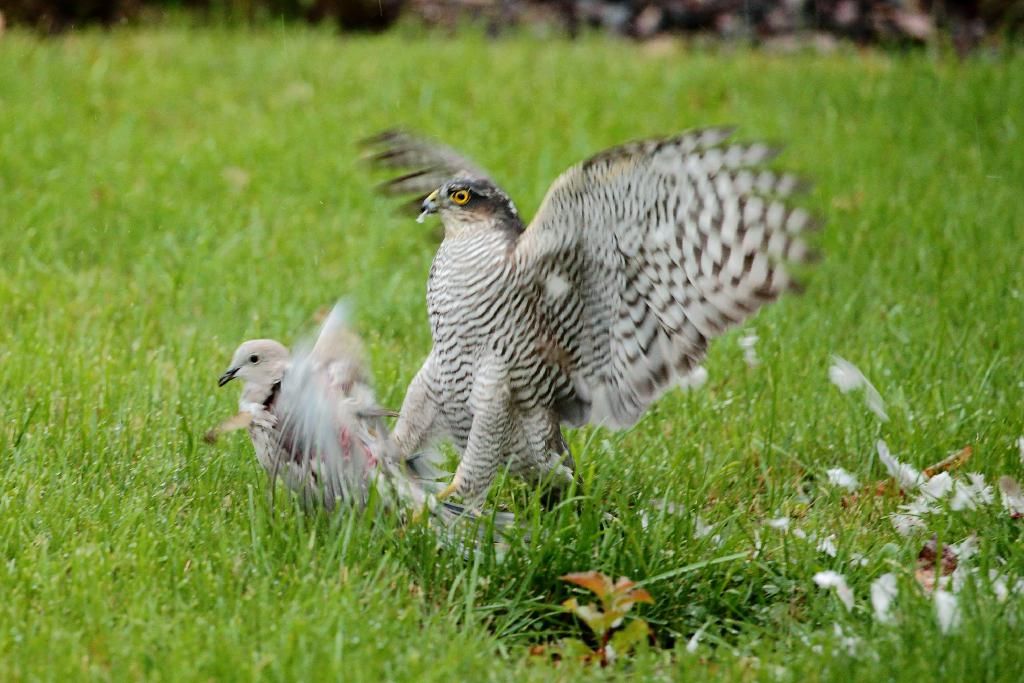 Habicht - BUND Naturschutz in Bayern e.V.